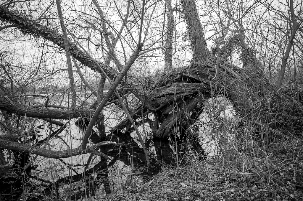 Willow trees – Chris Goddard – Photographer